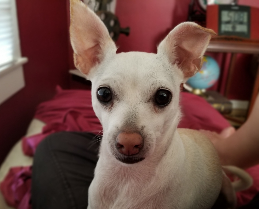 FETCH Magazine • A Magazine for Dogs and Their Humans