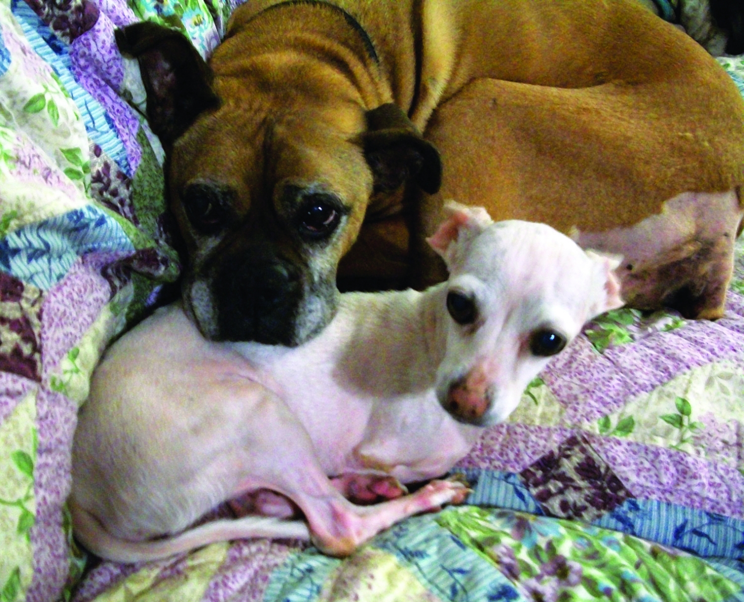 FETCH Magazine • A Magazine for Dogs and Their Humans