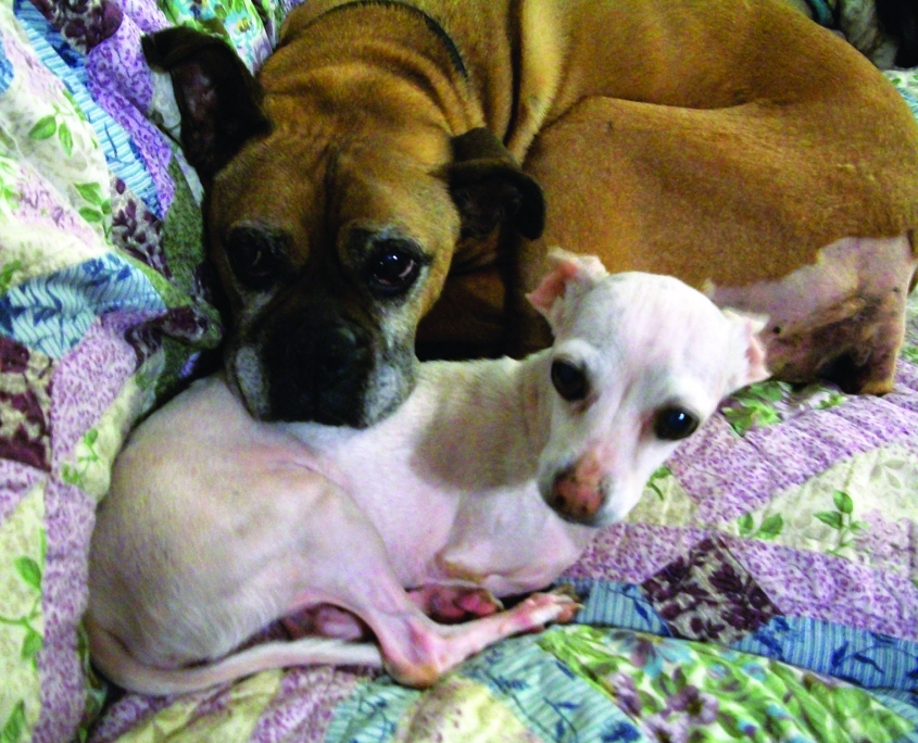 FETCH Magazine • A Magazine for Dogs and Their Humans