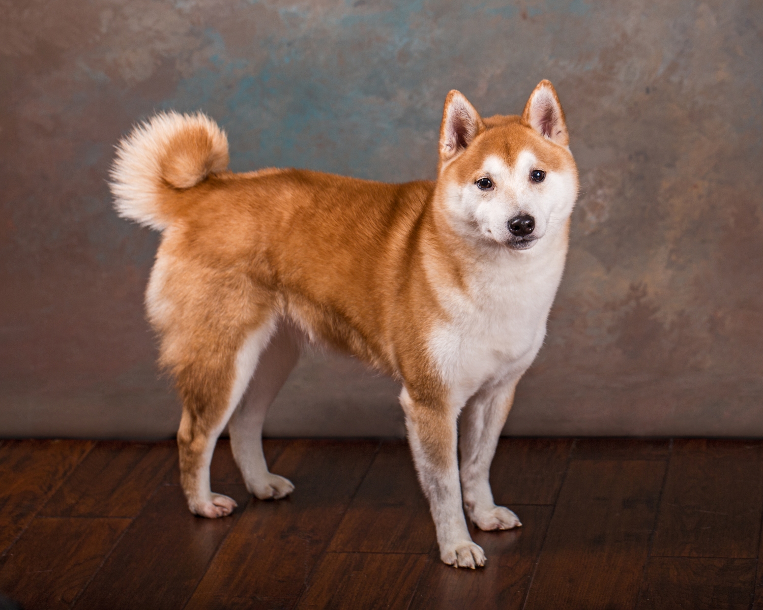 Breeds A To Z • FETCH Magazine