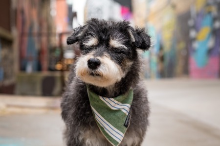 FETCH Magazine • A Magazine for Dogs and Their Humans